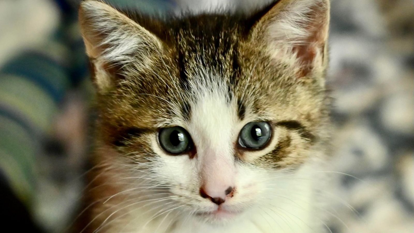 Help Us Care for Kittens in Need!