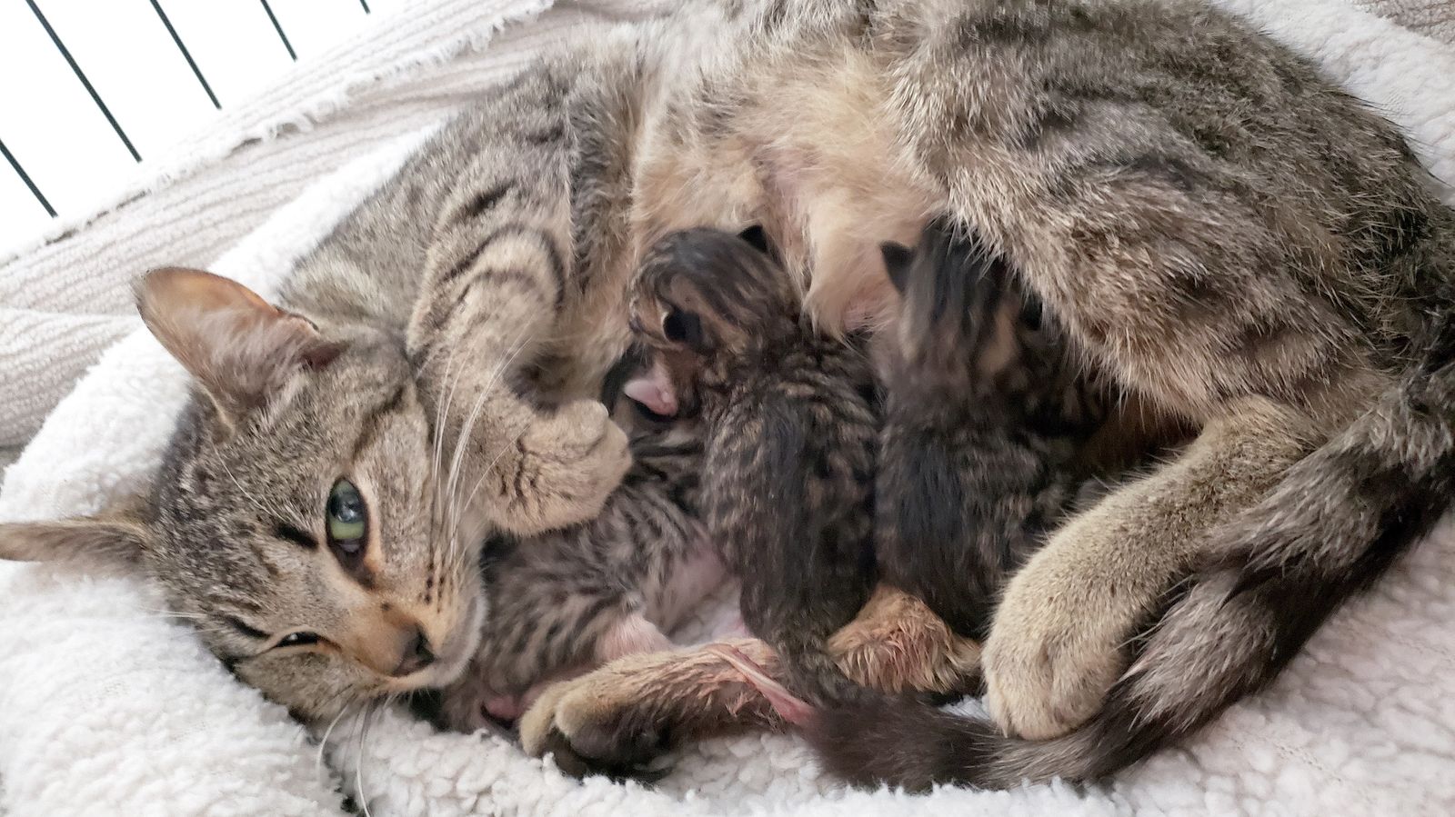 Kitten Season 2025 - $10,000 Challenge Match