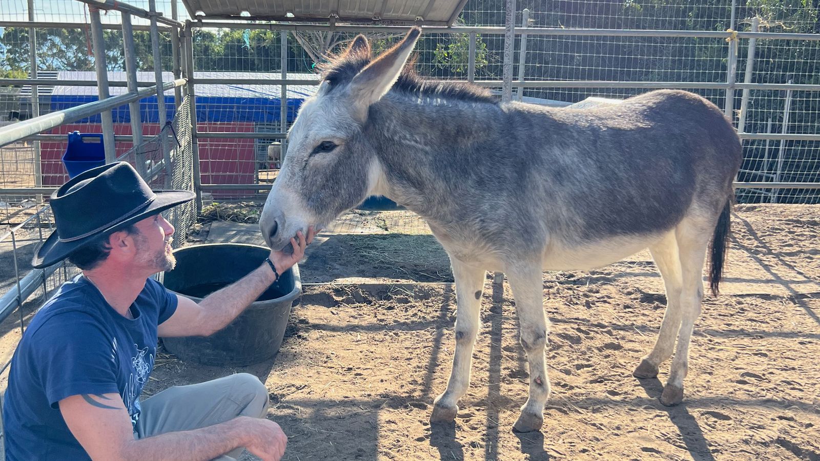 NEW BHR RESCUED DONKEY - PLEASE HELP BELLE!